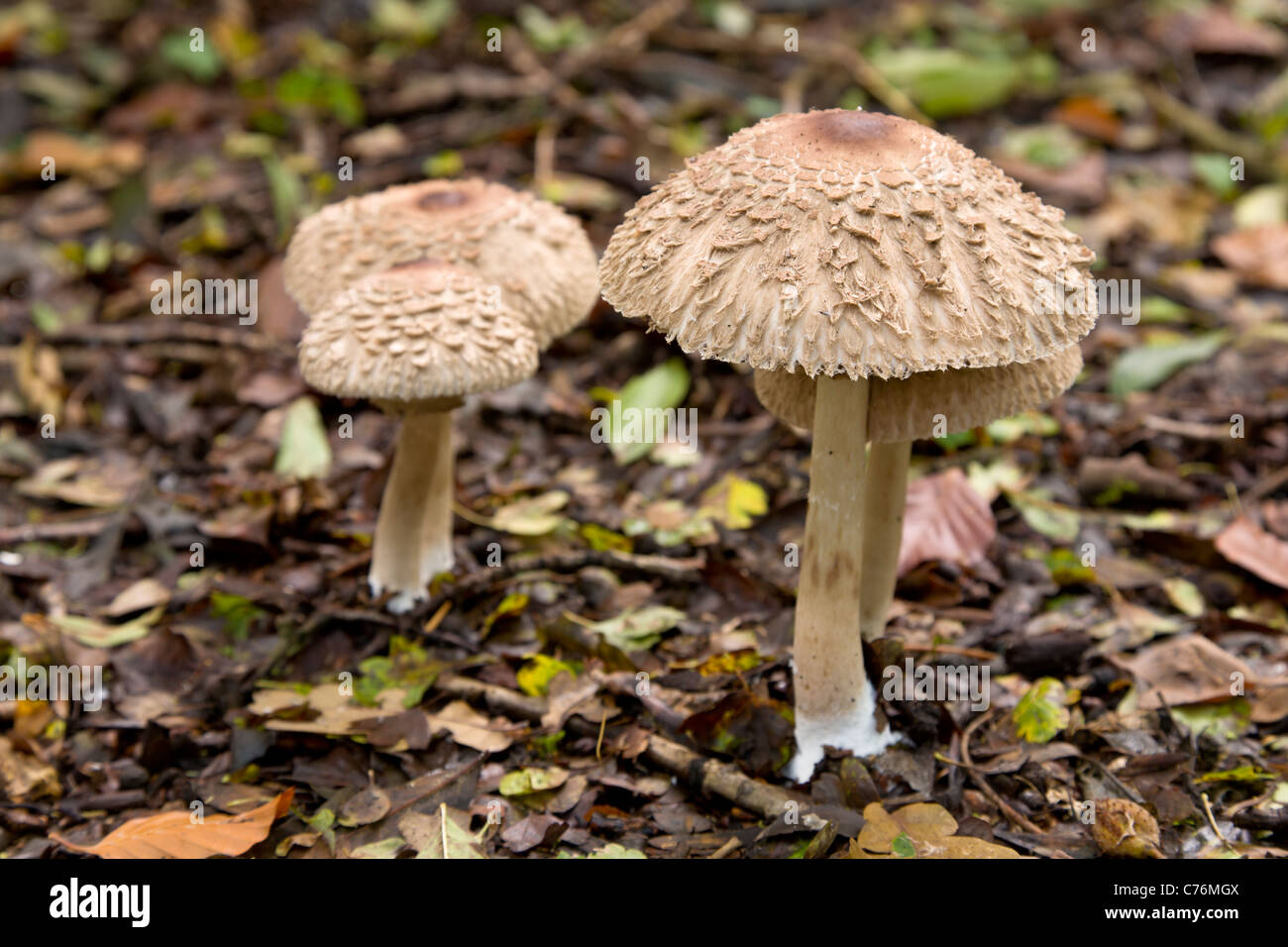 Shaggy Parasol, Macrolepiota Rhacodes fungi in Autumn woodland, Burton ...