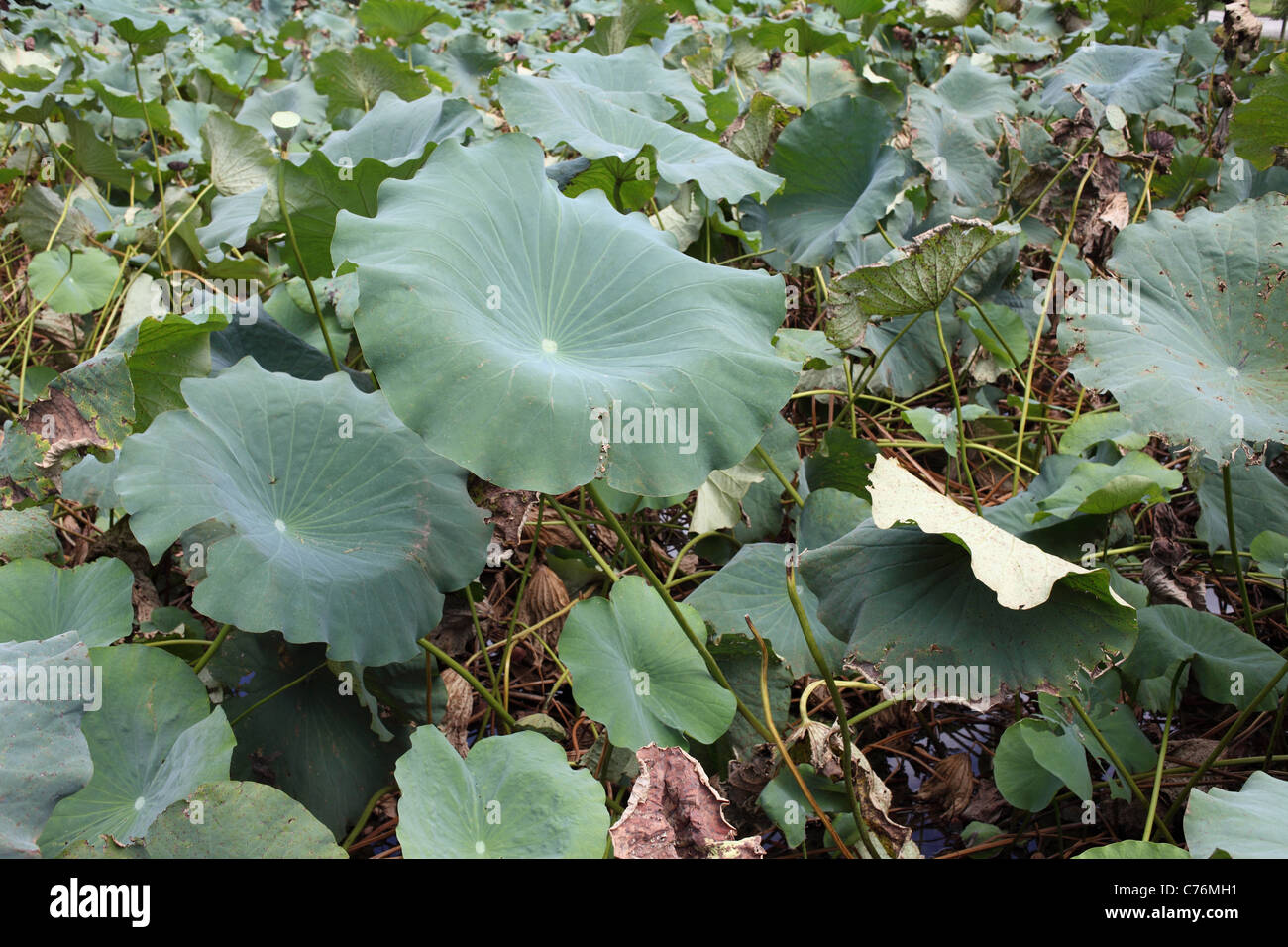 Dry lotus leaves in the garden Stock Photo - Alamy