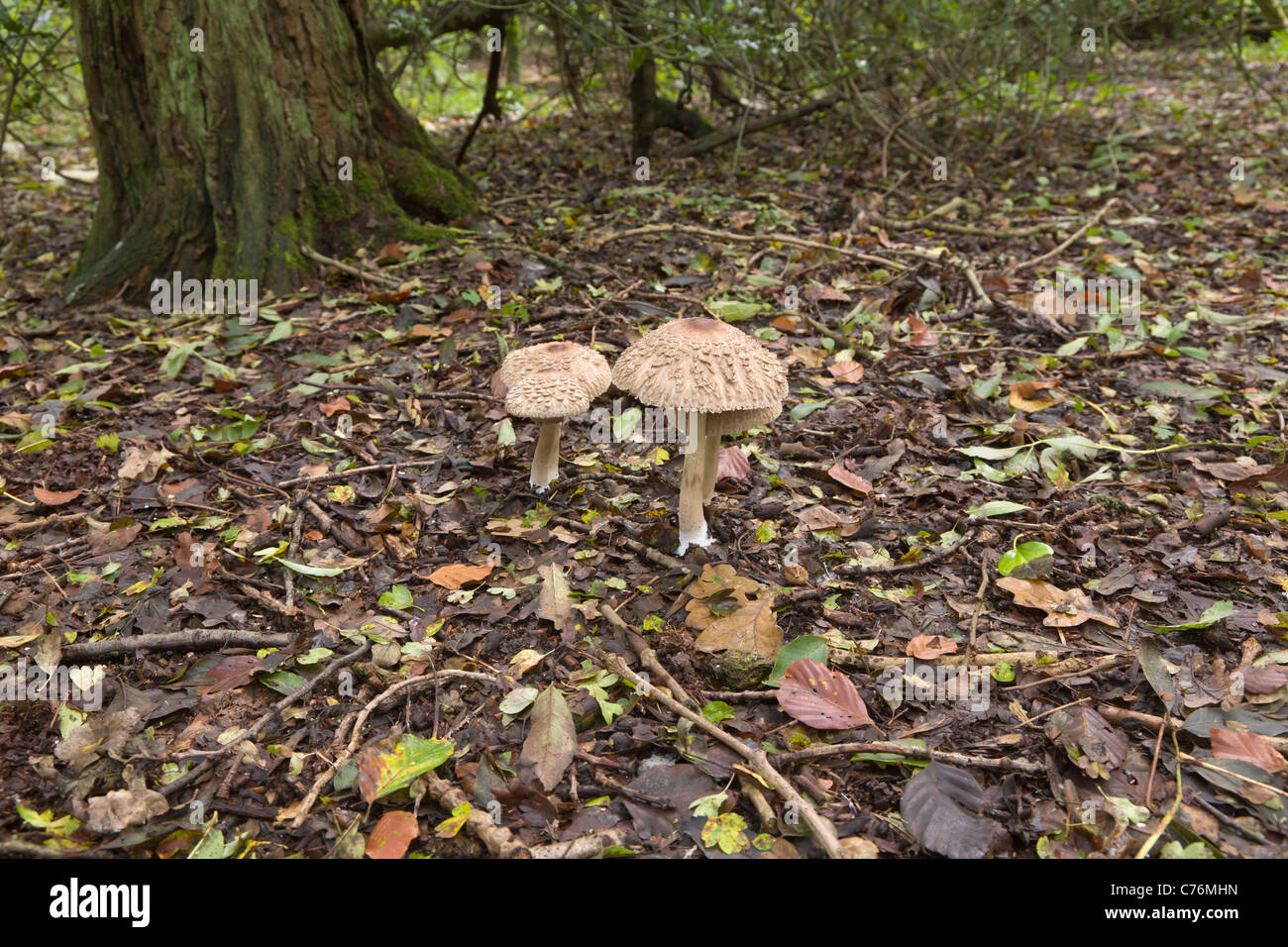 Shaggy Parasol, Macrolepiota Rhacodes fungi in Autumn woodland, Burton ...