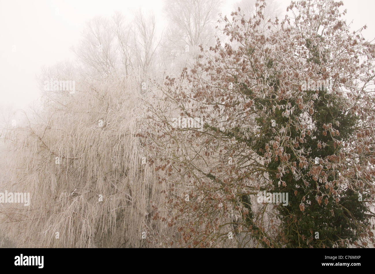 Freezing winter mist in the air and hoarfrost coating the branches of ...
