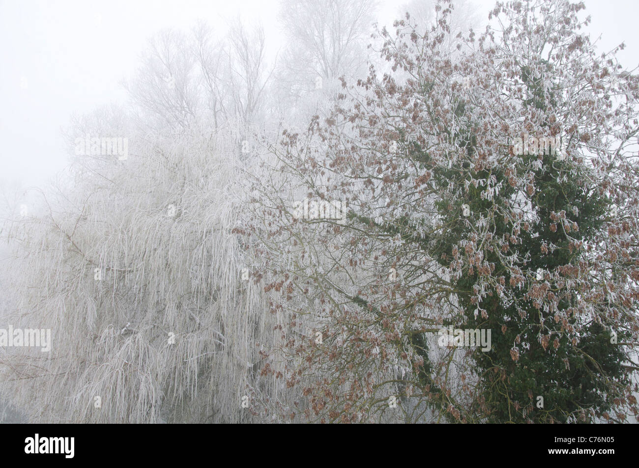 Freezing winter mist in the air and hoarfrost coating the branches of ...