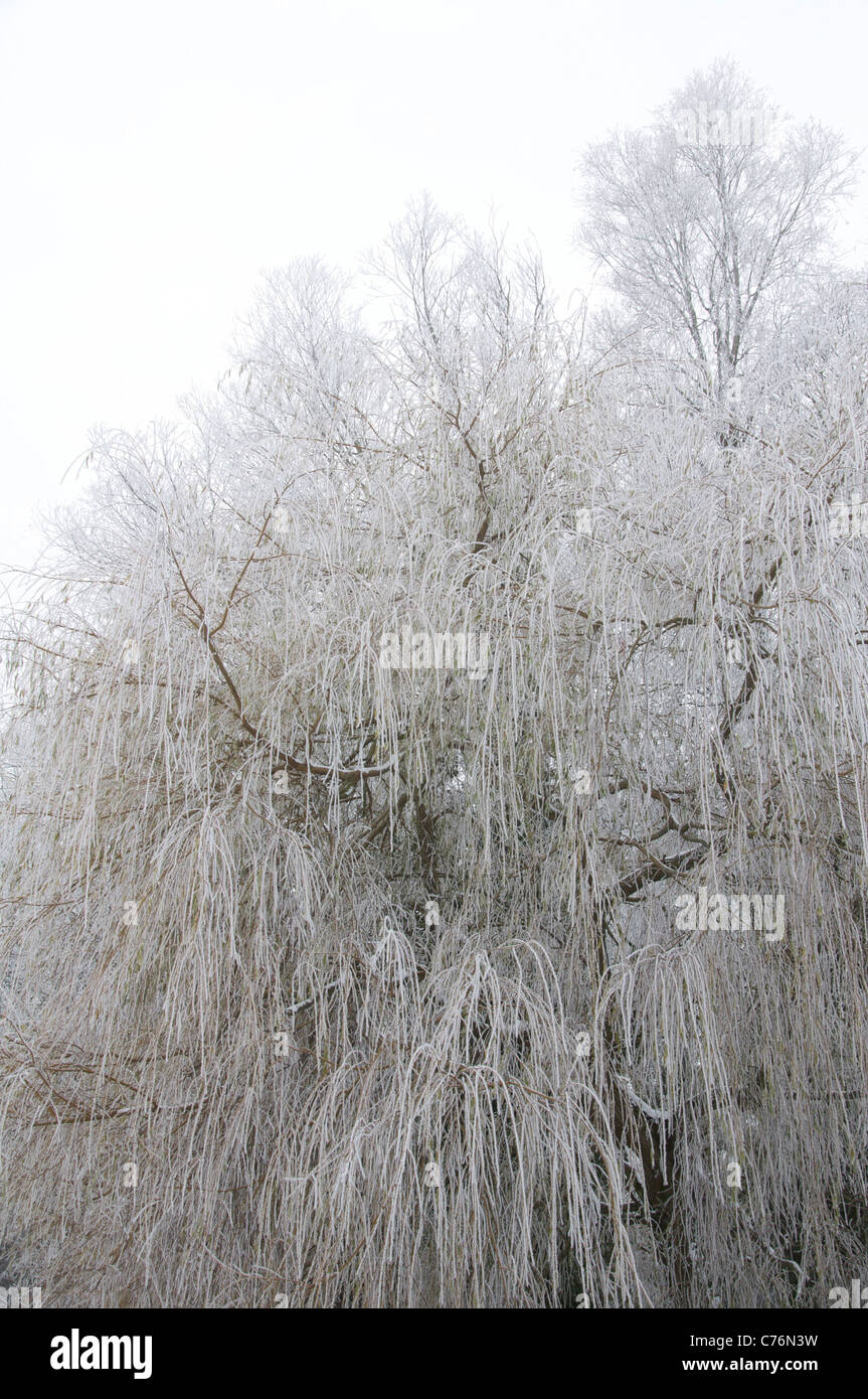 Freezing winter mist in the air and hoarfrost coating the branches of ...