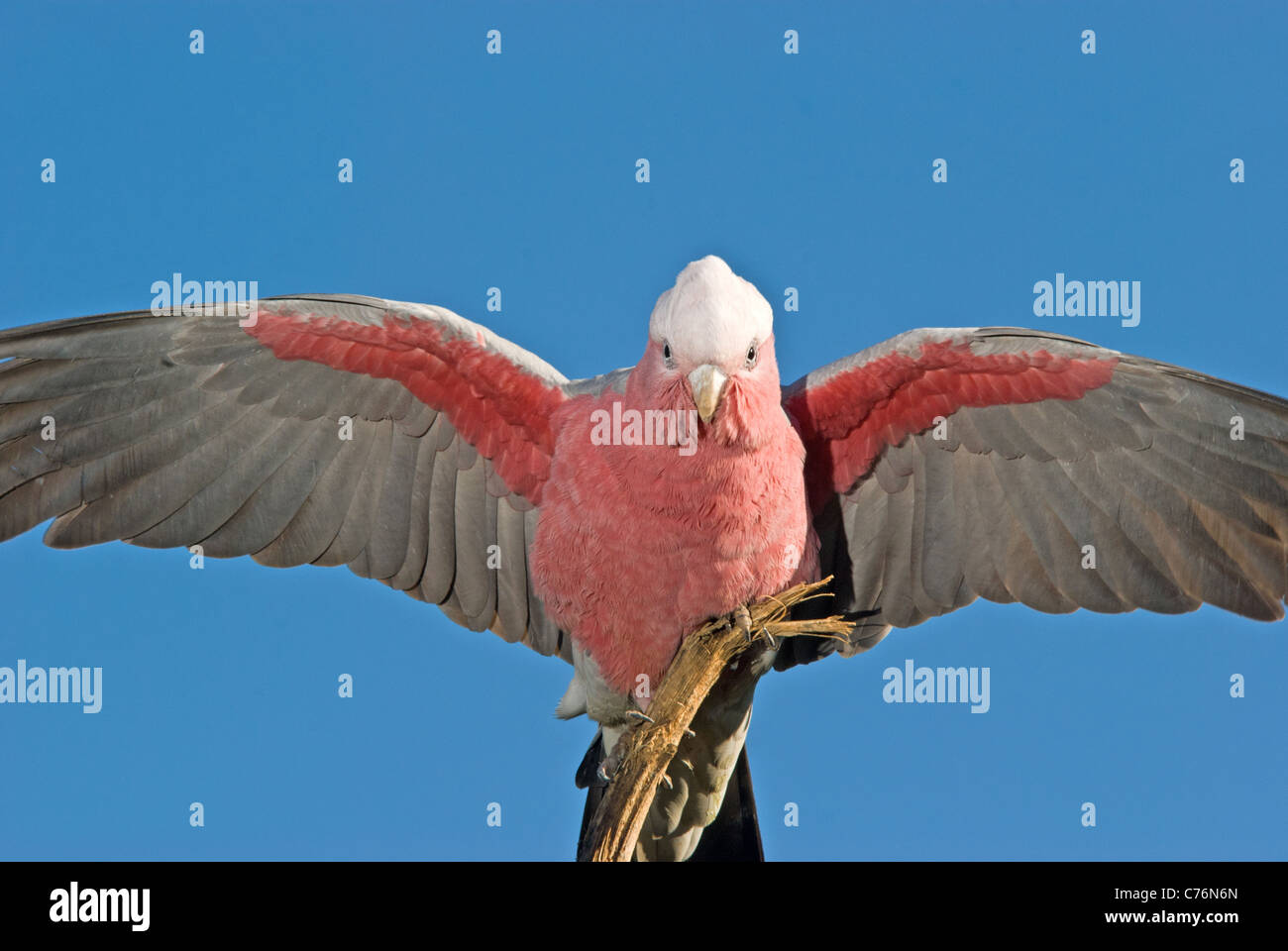 Australian Galah, Cacatua roseicapilla, landing on sunflower stalk ...