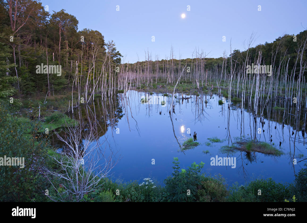 A full moon rising at dusk over a marsh near Bala in Muskoka, Ontario ...
