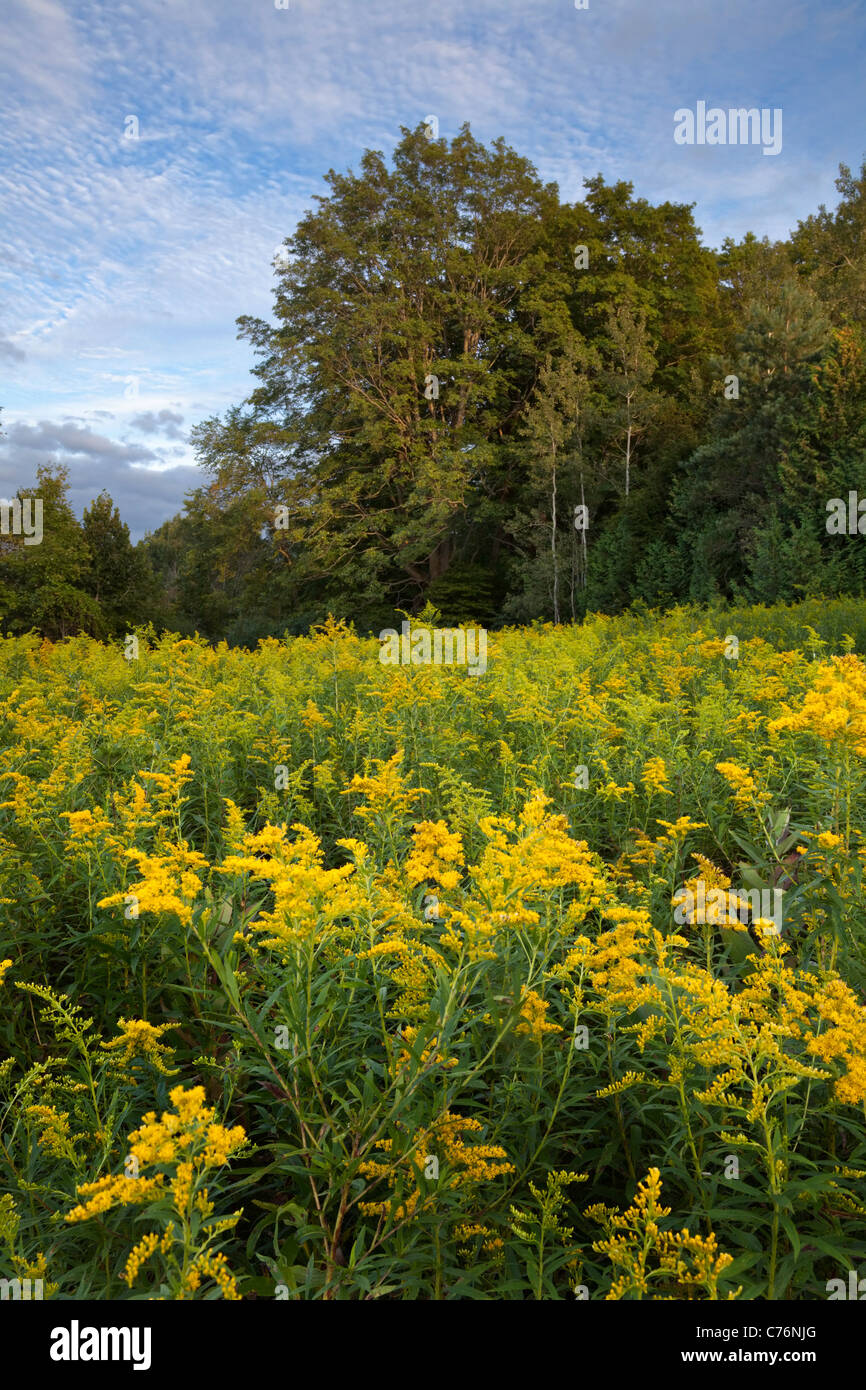 Goldenrod field hi-res stock photography and images - Alamy