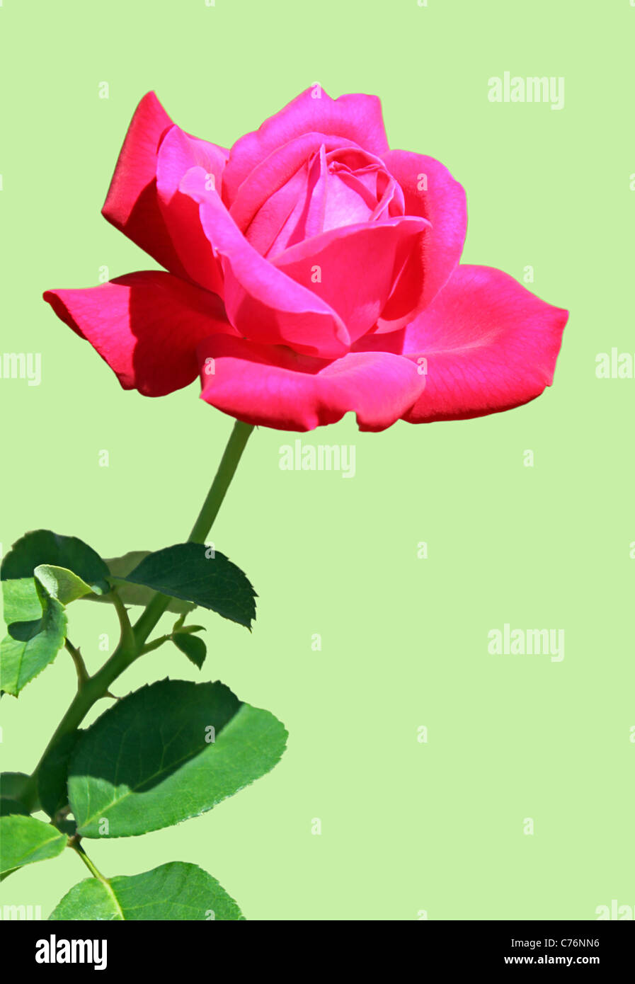 rose isolated on green Stock Photo - Alamy