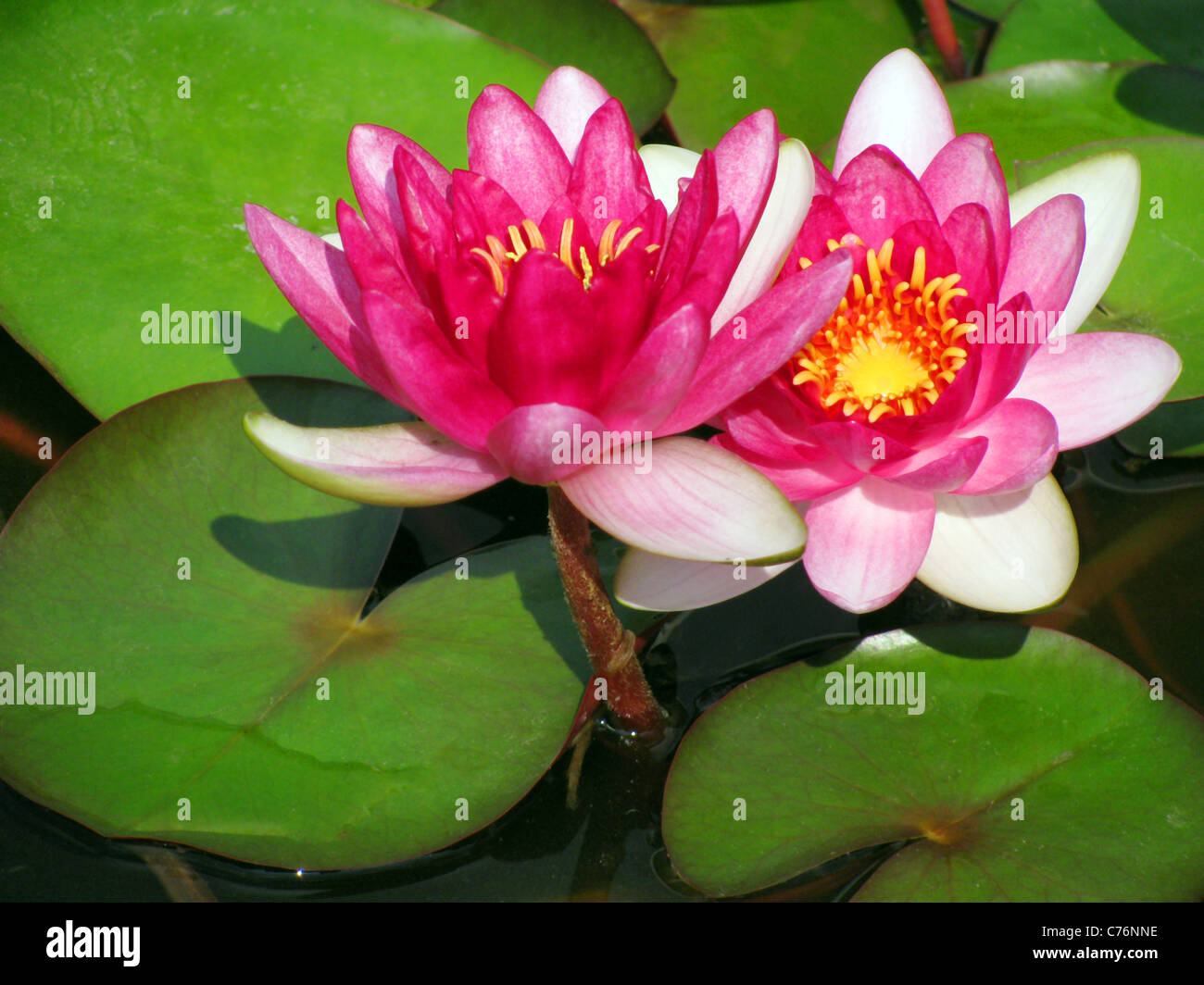 Lily lilies pond hi-res stock photography and images - Alamy