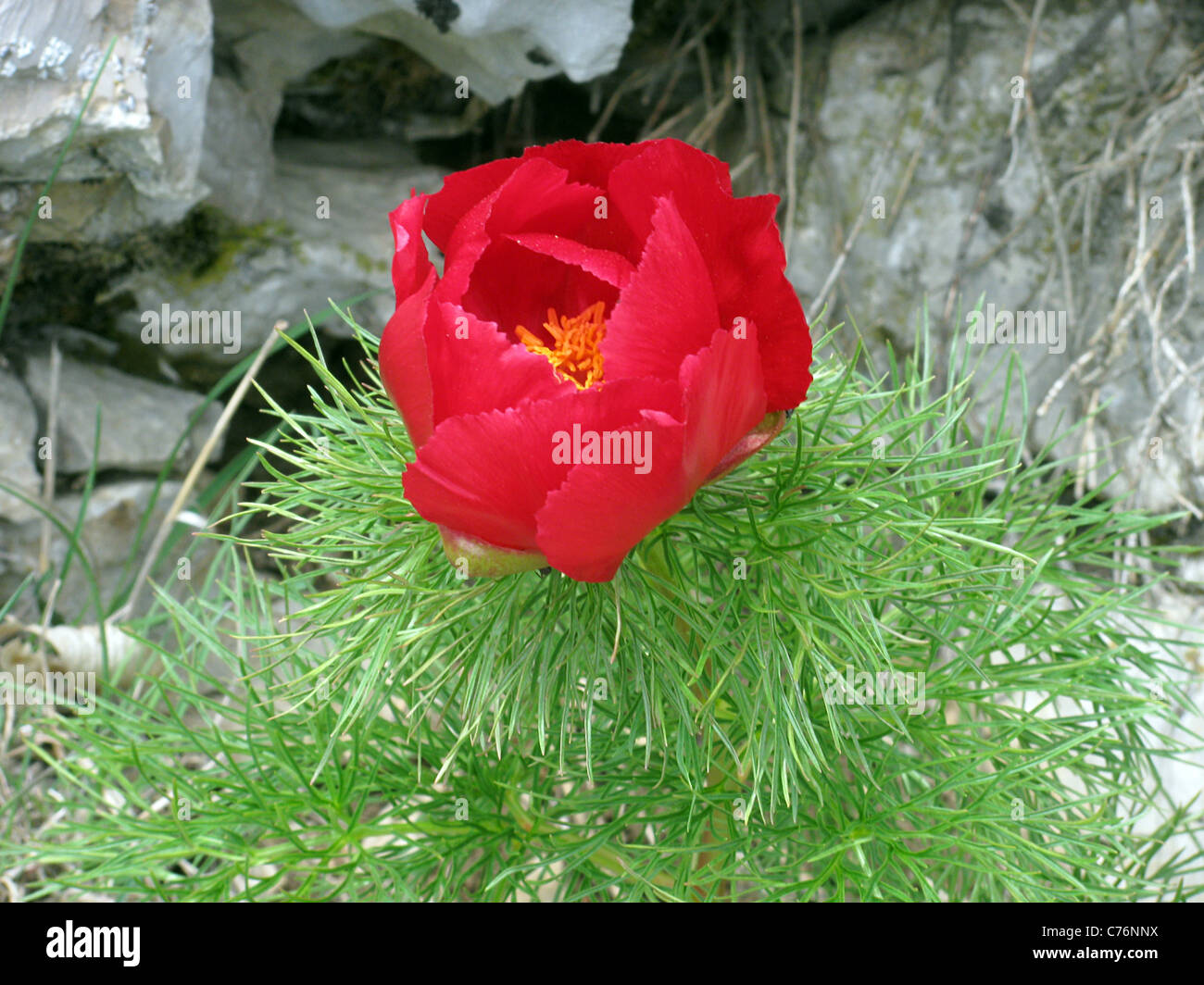 Mountain peony hi-res stock photography and images - Alamy