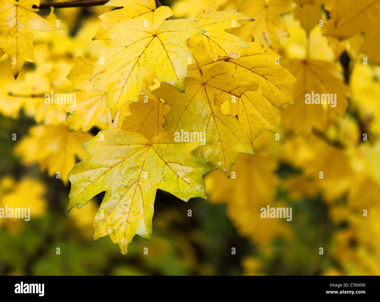 yellow foliage under rain Stock Photo - Alamy