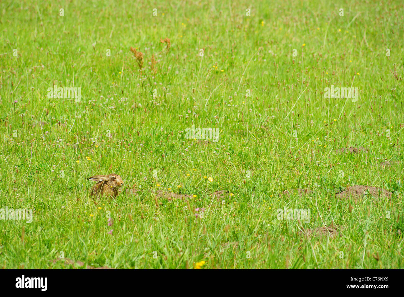 Young hare in a meadow, sitting in the grass Stock Photo - Alamy
