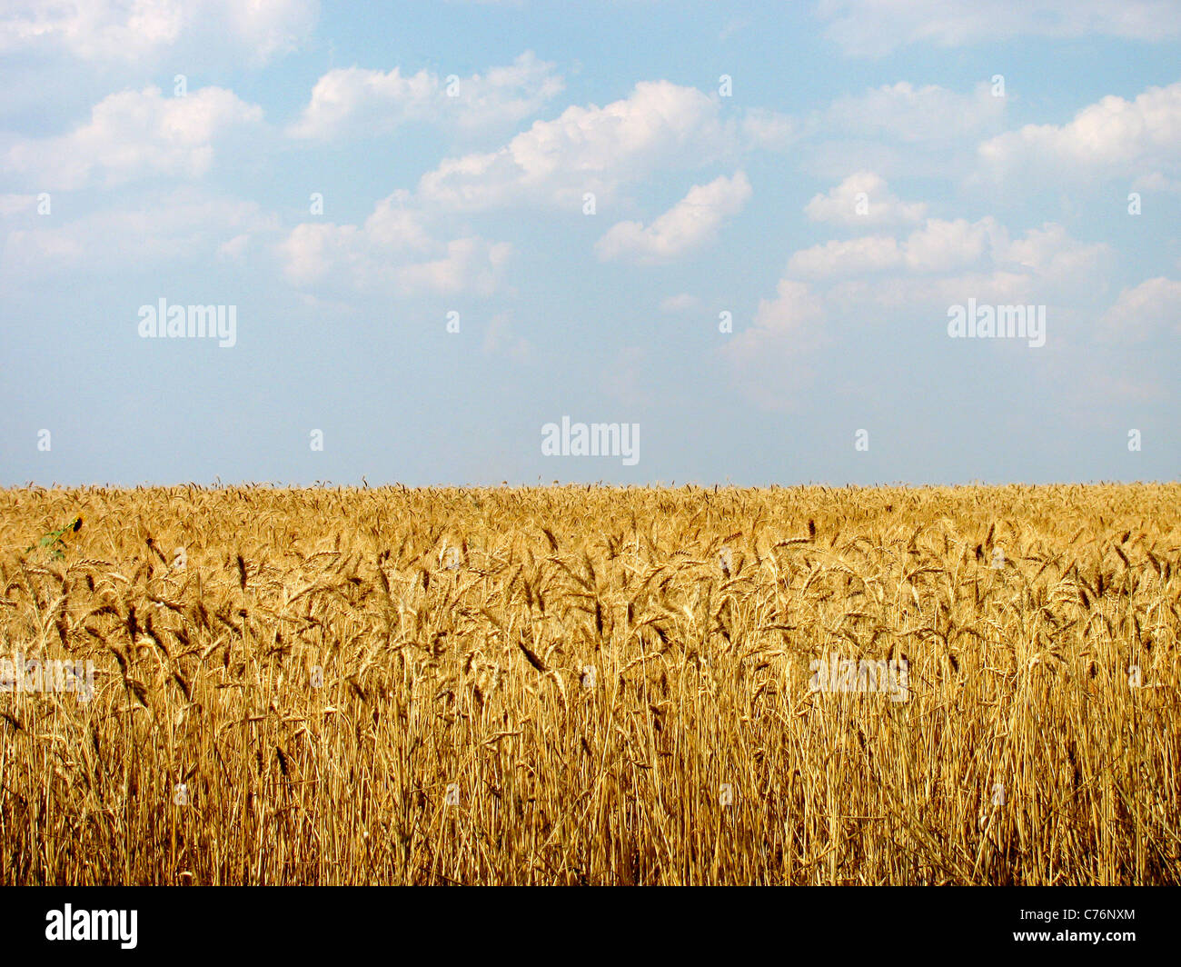 Field at cloudy sky hi-res stock photography and images - Alamy