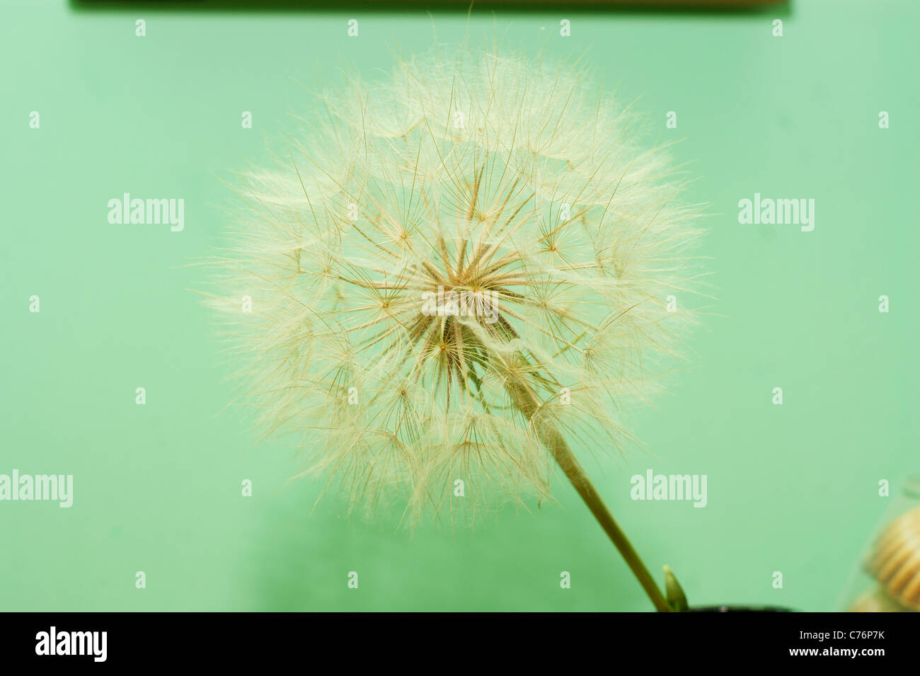 Dandelion head on green wall background Stock Photo - Alamy