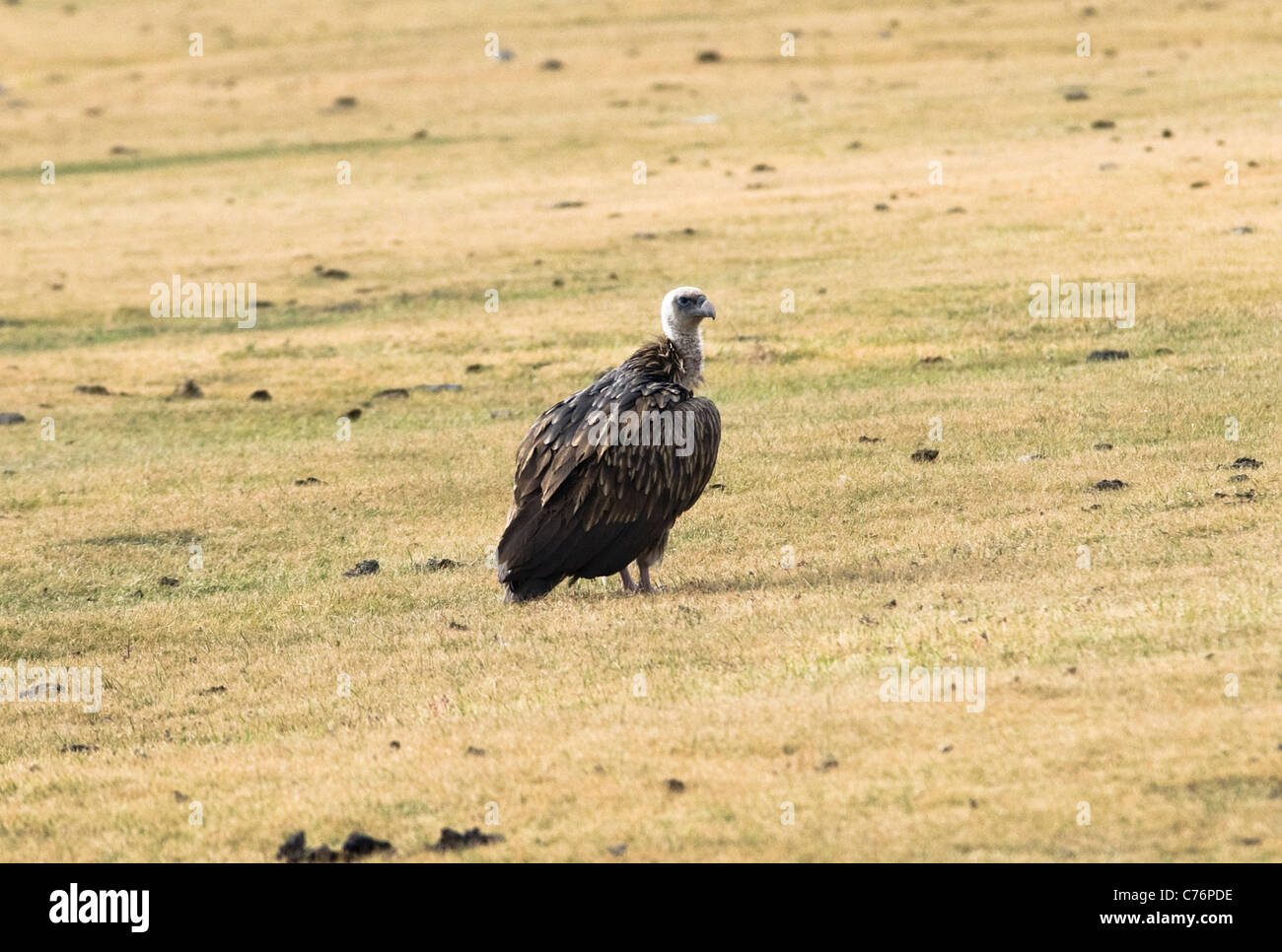 Grasslands predator hi-res stock photography and images - Alamy