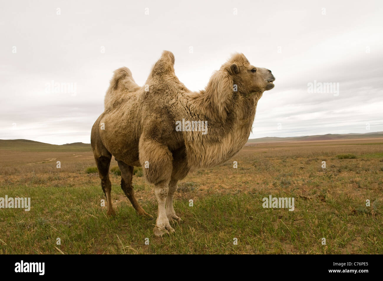 Bactrian camel hi-res stock photography and images - Alamy