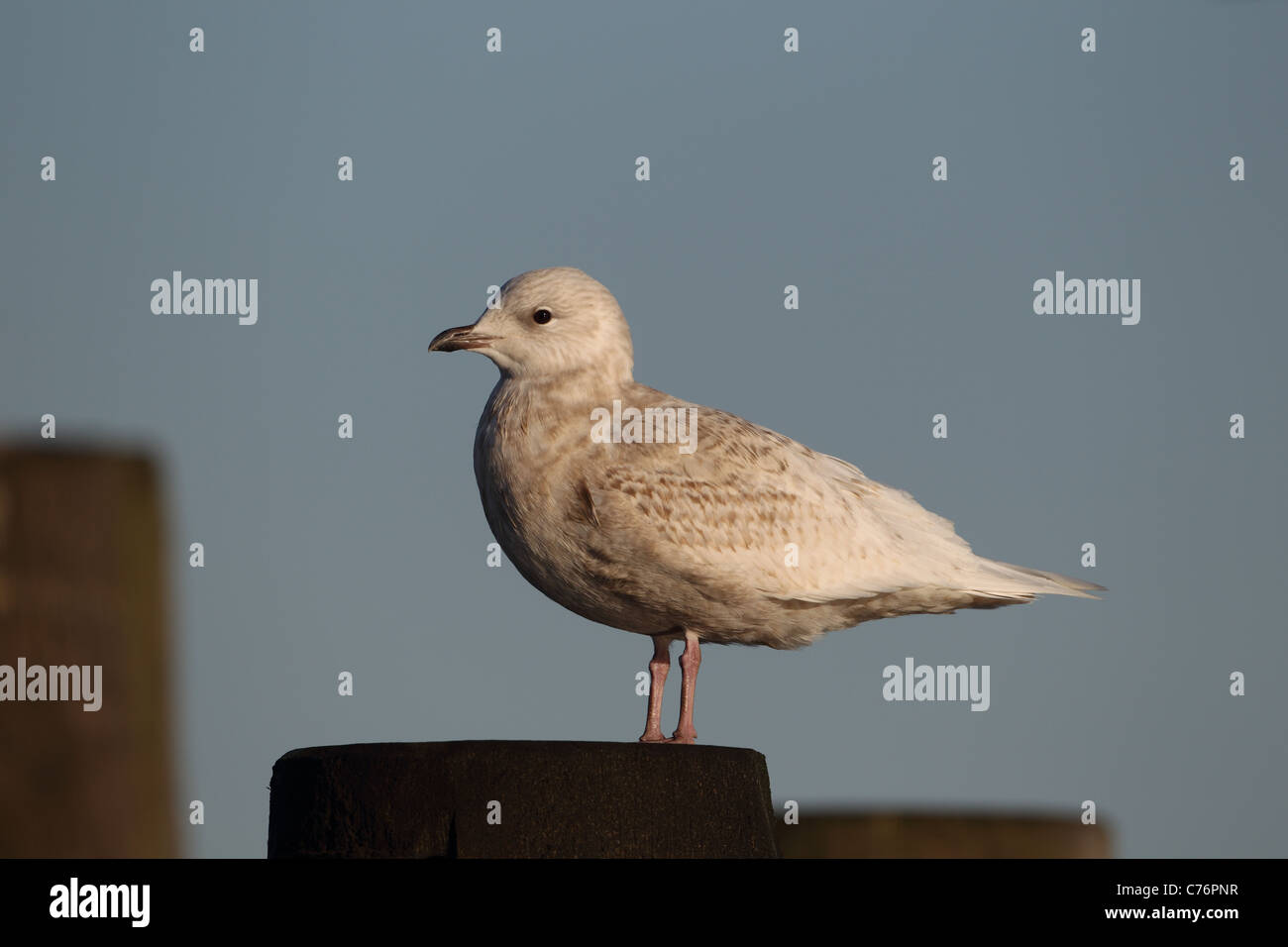 Iceland Gull (Larus glaucoides Stock Photo - Alamy