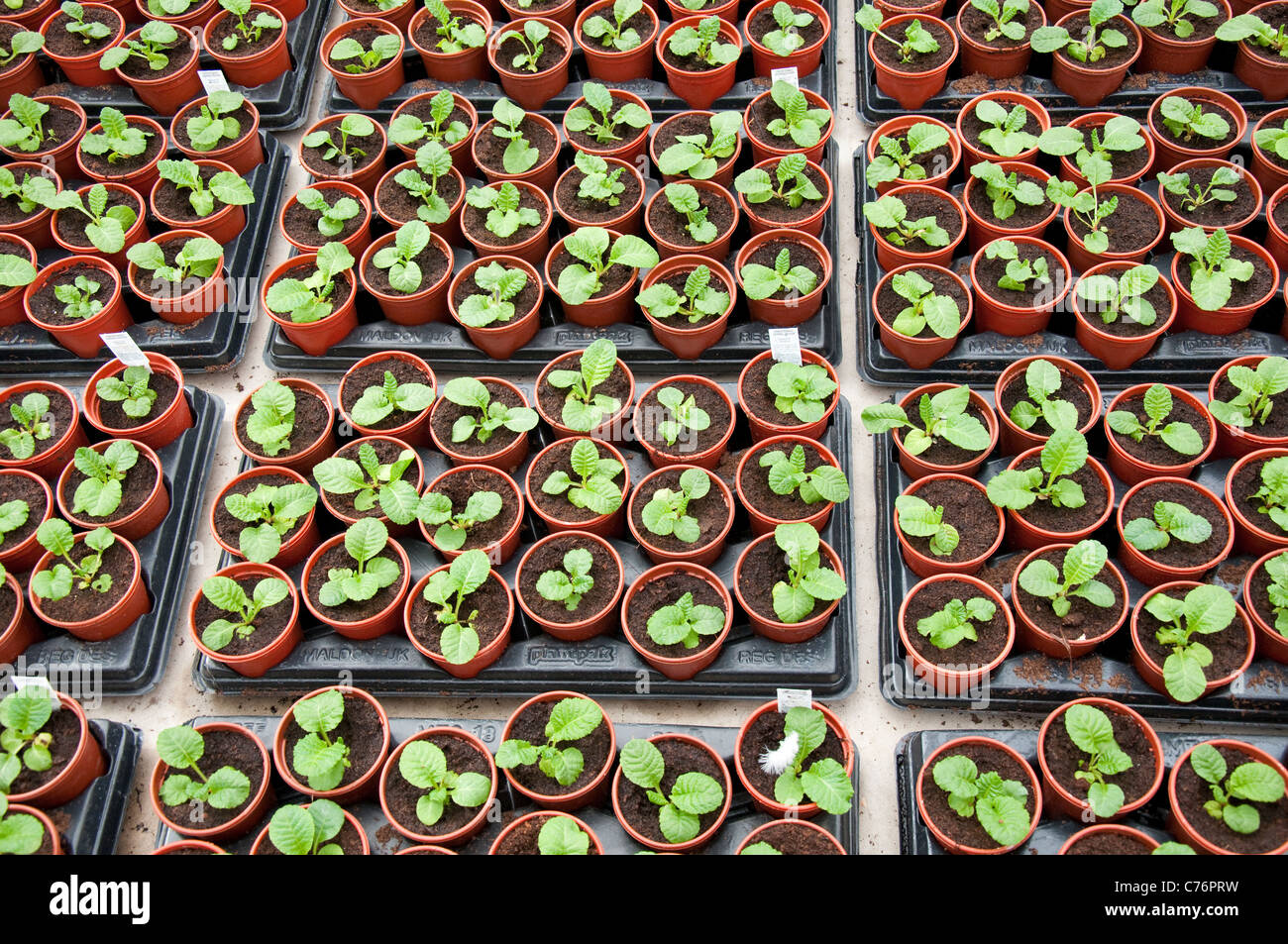 Large quantities of small brown plastic plant pots, containing ...