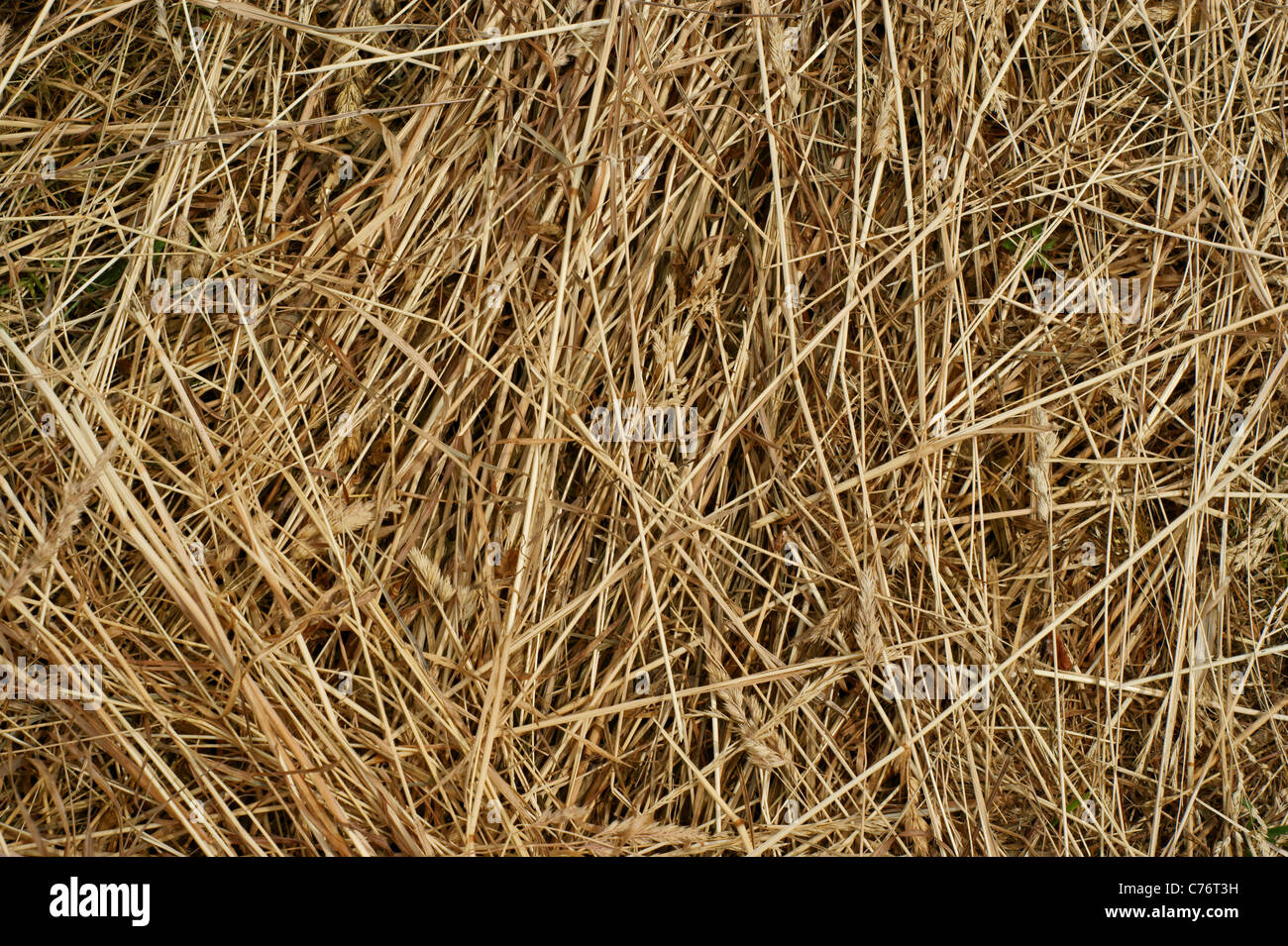 texture background of hay. Freshly harvested Stock Photo - Alamy