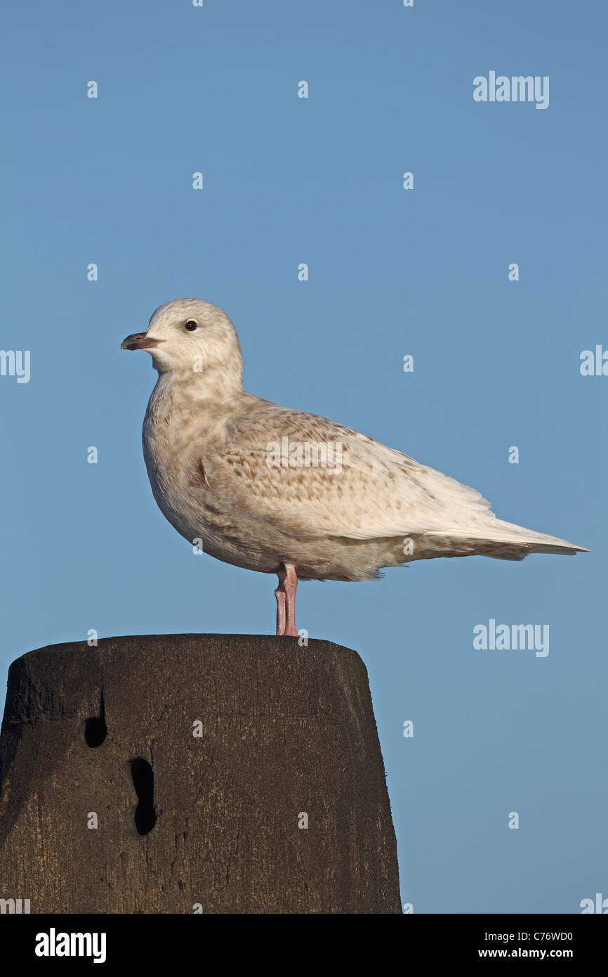 Iceland Gull (Larus glaucoides Stock Photo - Alamy