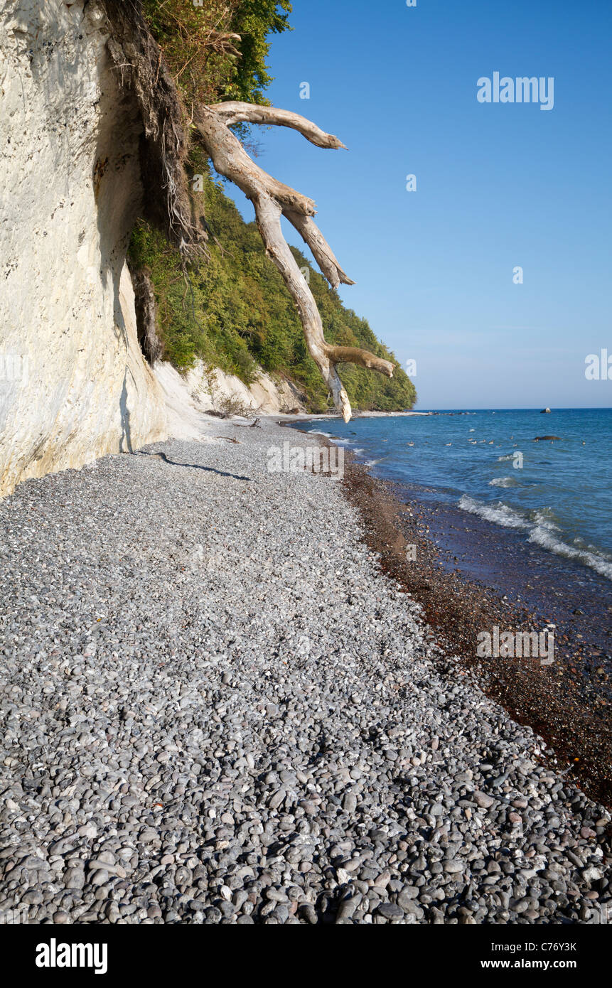 Pebble beach at the chalk cliff of jasmund hi-res stock photography and ...