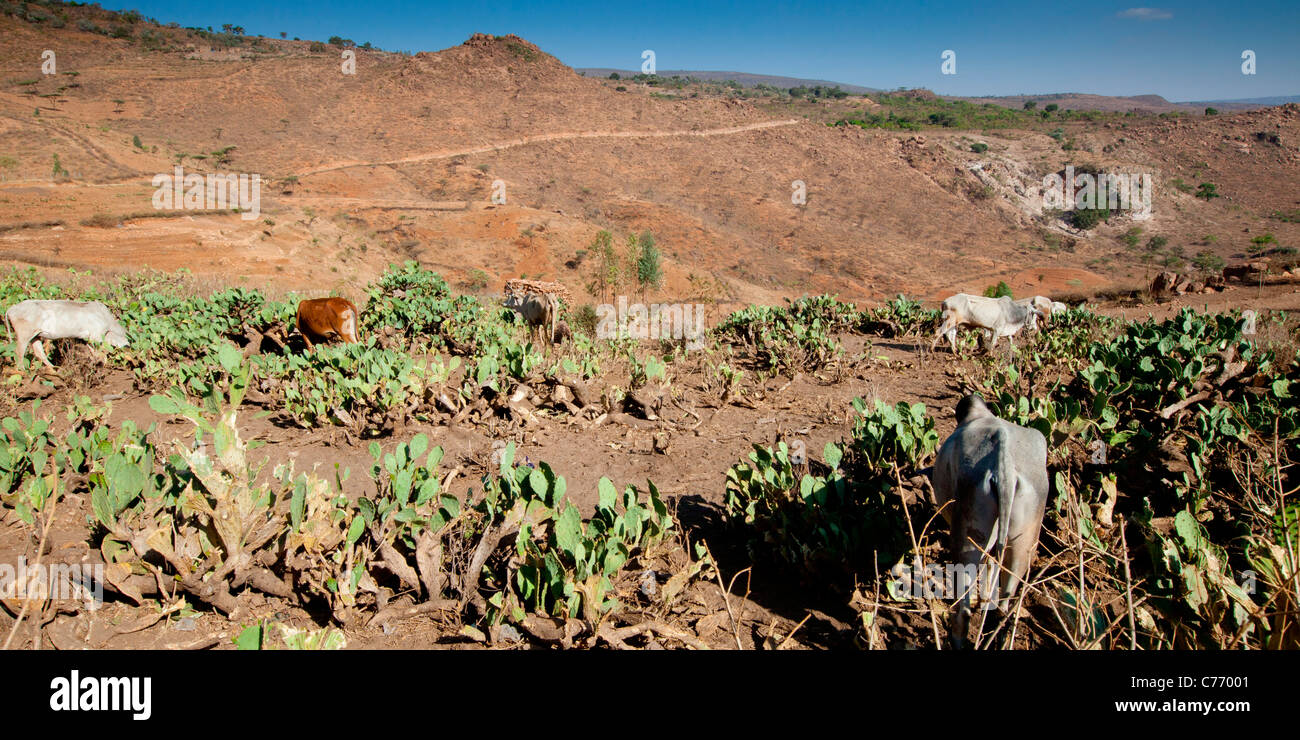 Livestock grazing at the remote cliff-top village of Koremi near Harar ...