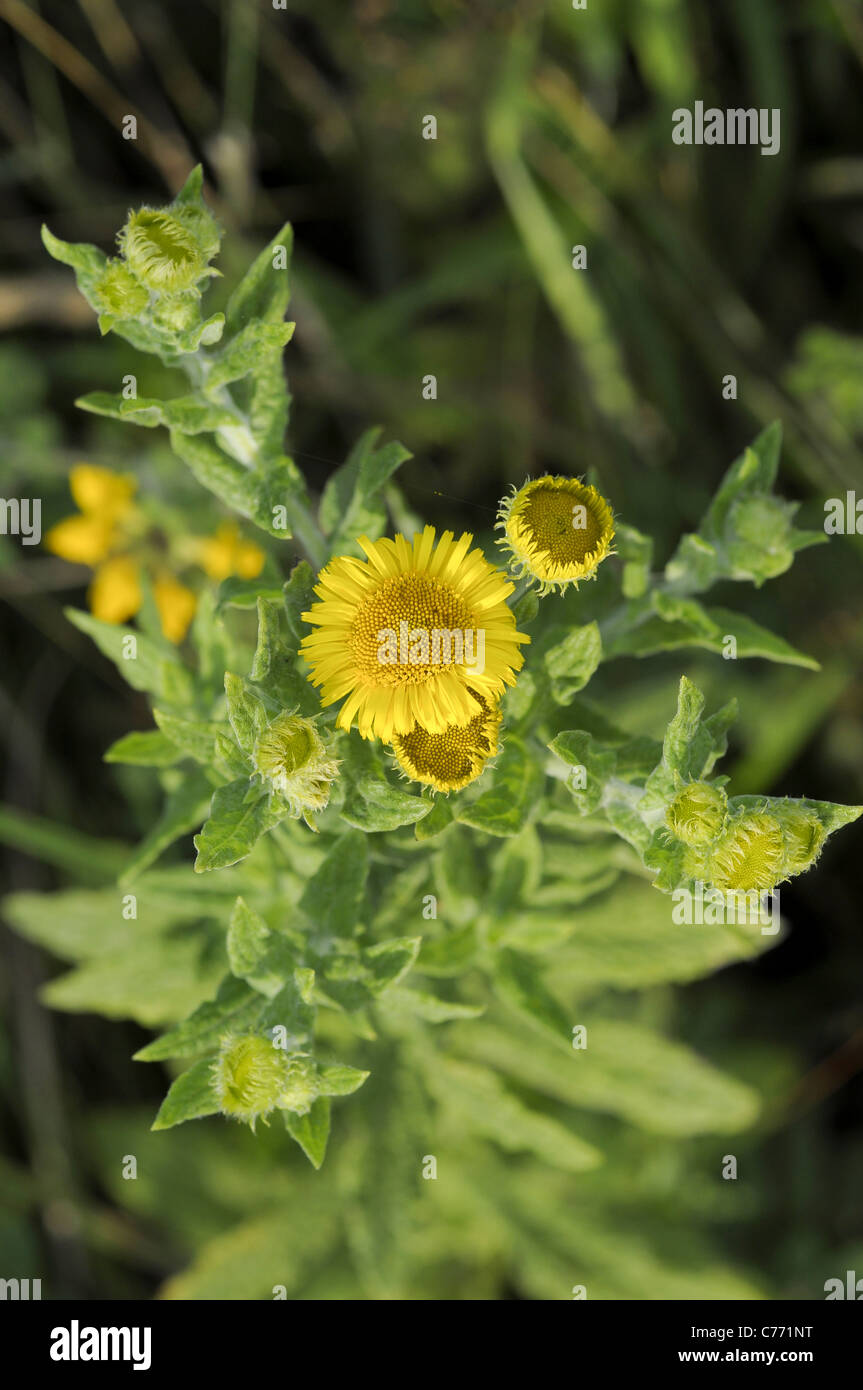 Common fleabane hi-res stock photography and images - Alamy