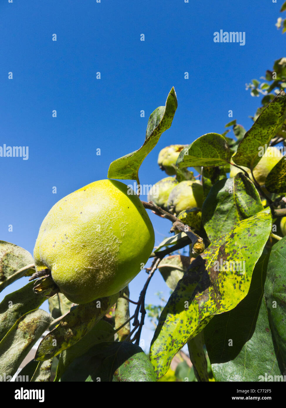 Quince growing on the tree Stock Photo - Alamy