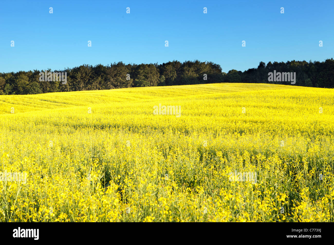 Beautiful rapeseed field Stock Photo - Alamy