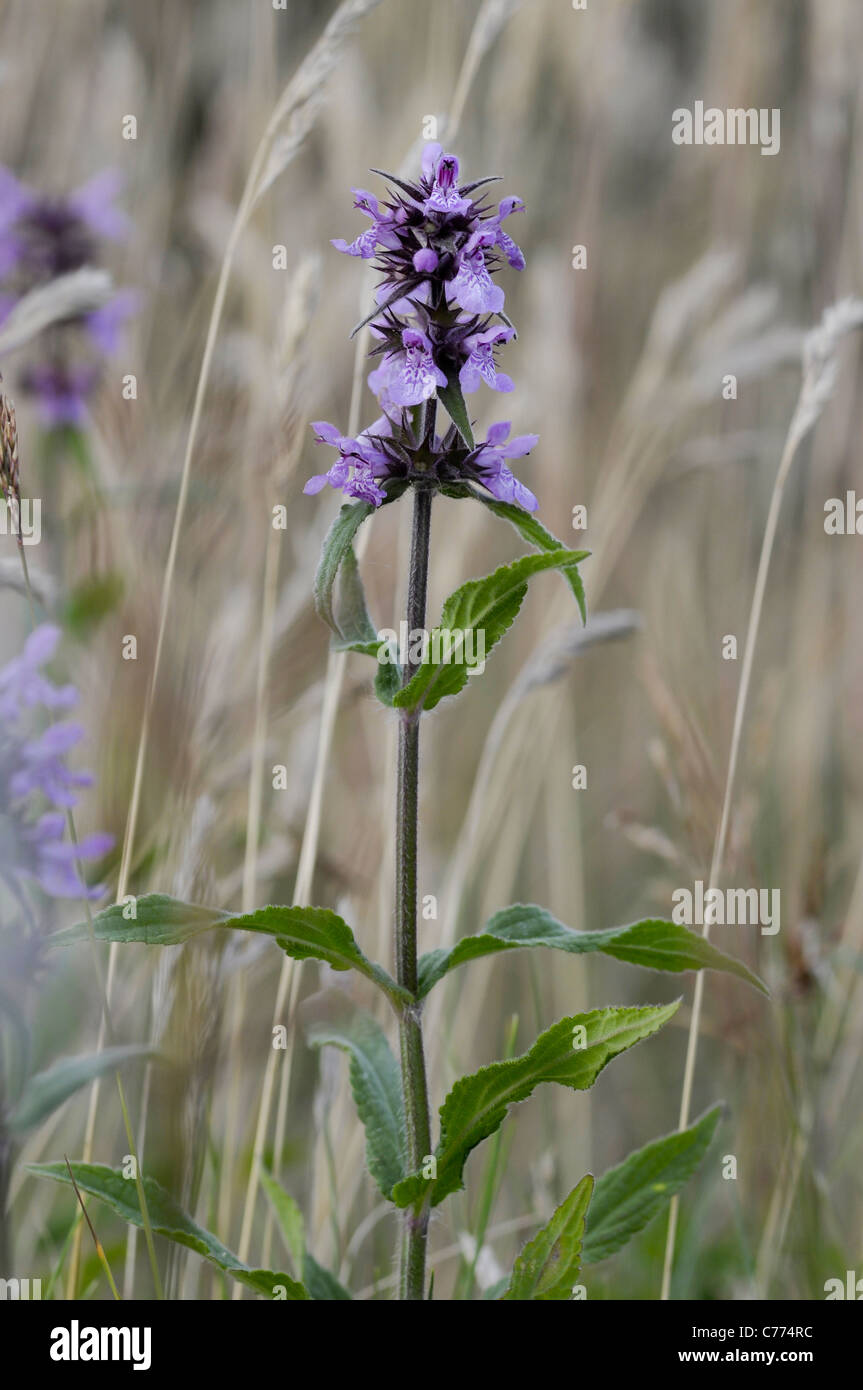 Marsh woundwort hi-res stock photography and images - Alamy