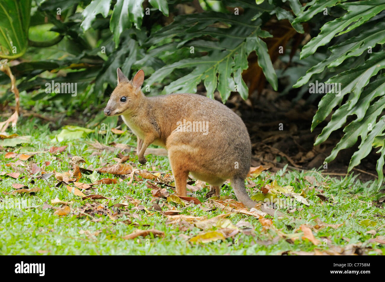 Red-legged Pademelon Thylogale stigmatica Photographed in Queensland ...