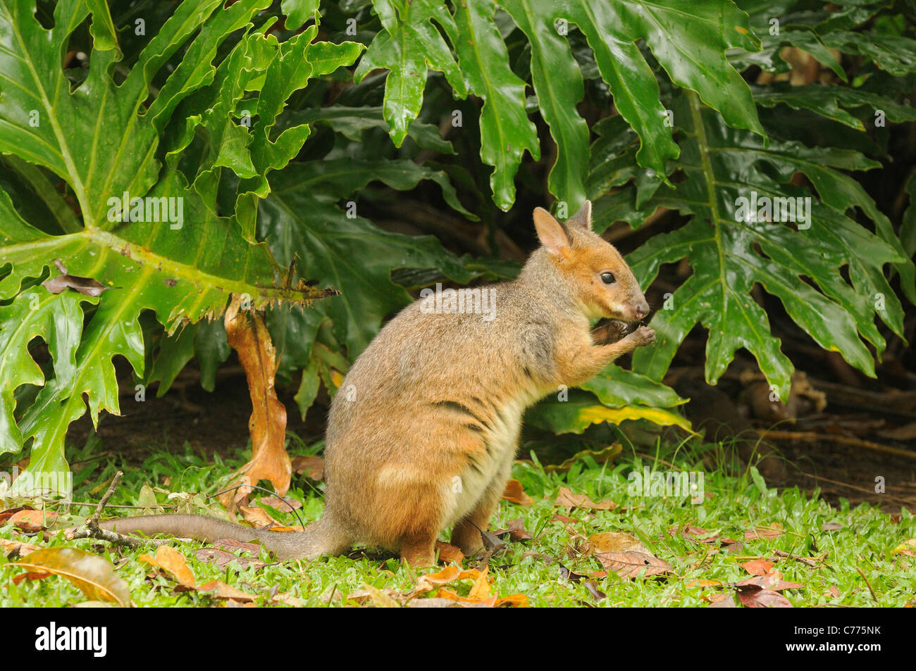 Red-legged Pademelon Thylogale stigmatica Photographed in Queensland ...