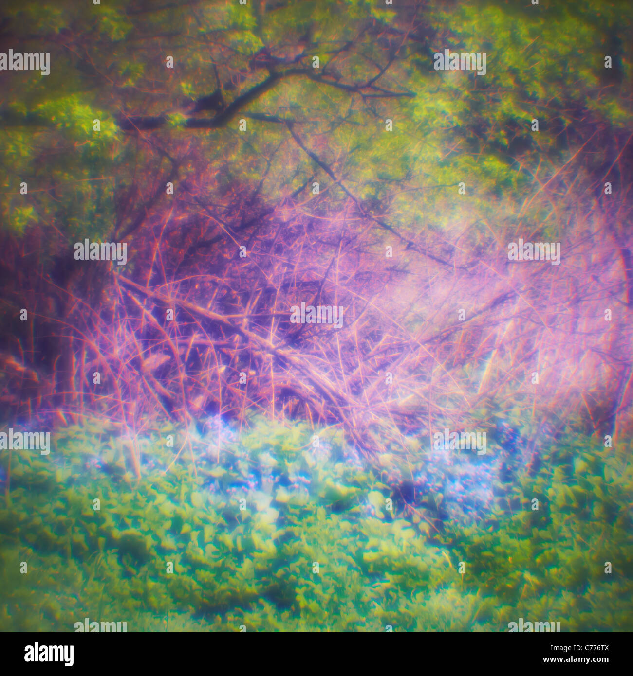 Trees and flowers in the wood Stock Photo - Alamy