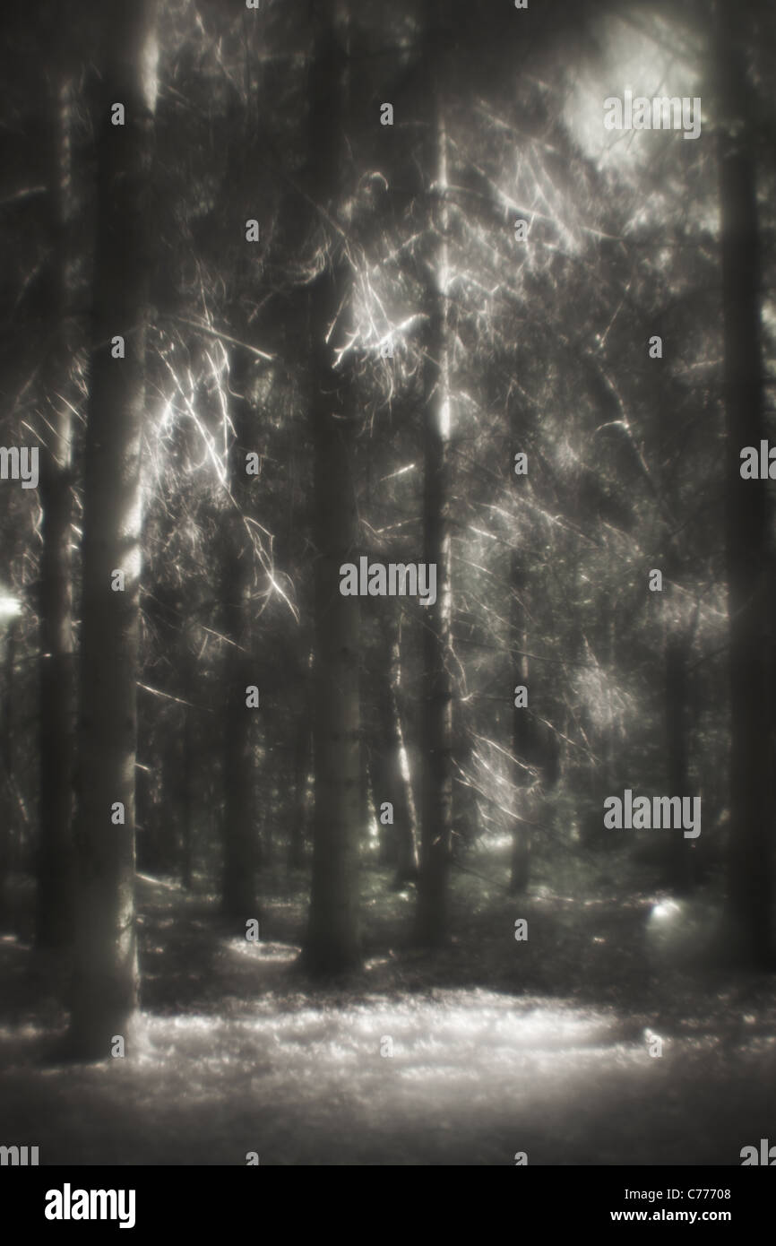 Sun rays struck through the forest trees Stock Photo - Alamy