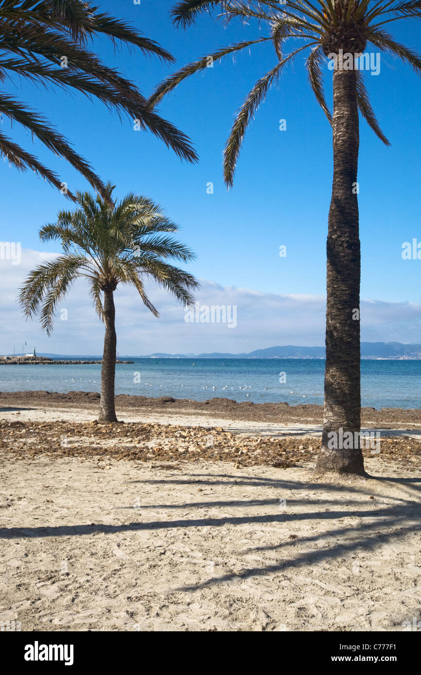 Palm tree majorca hi-res stock photography and images - Alamy