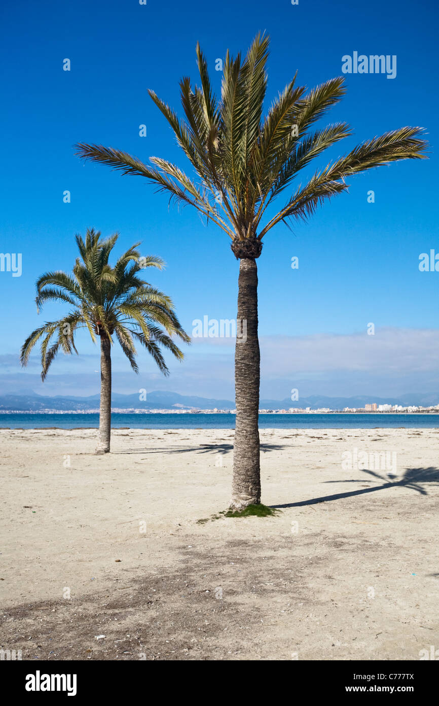 Two palm trees on the beach, Arenal, Majorca, Balearic Islands, Spain ...