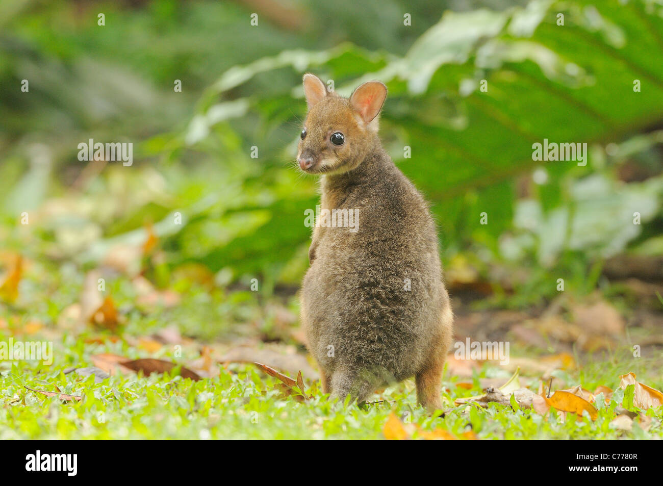 Pademelon Baby