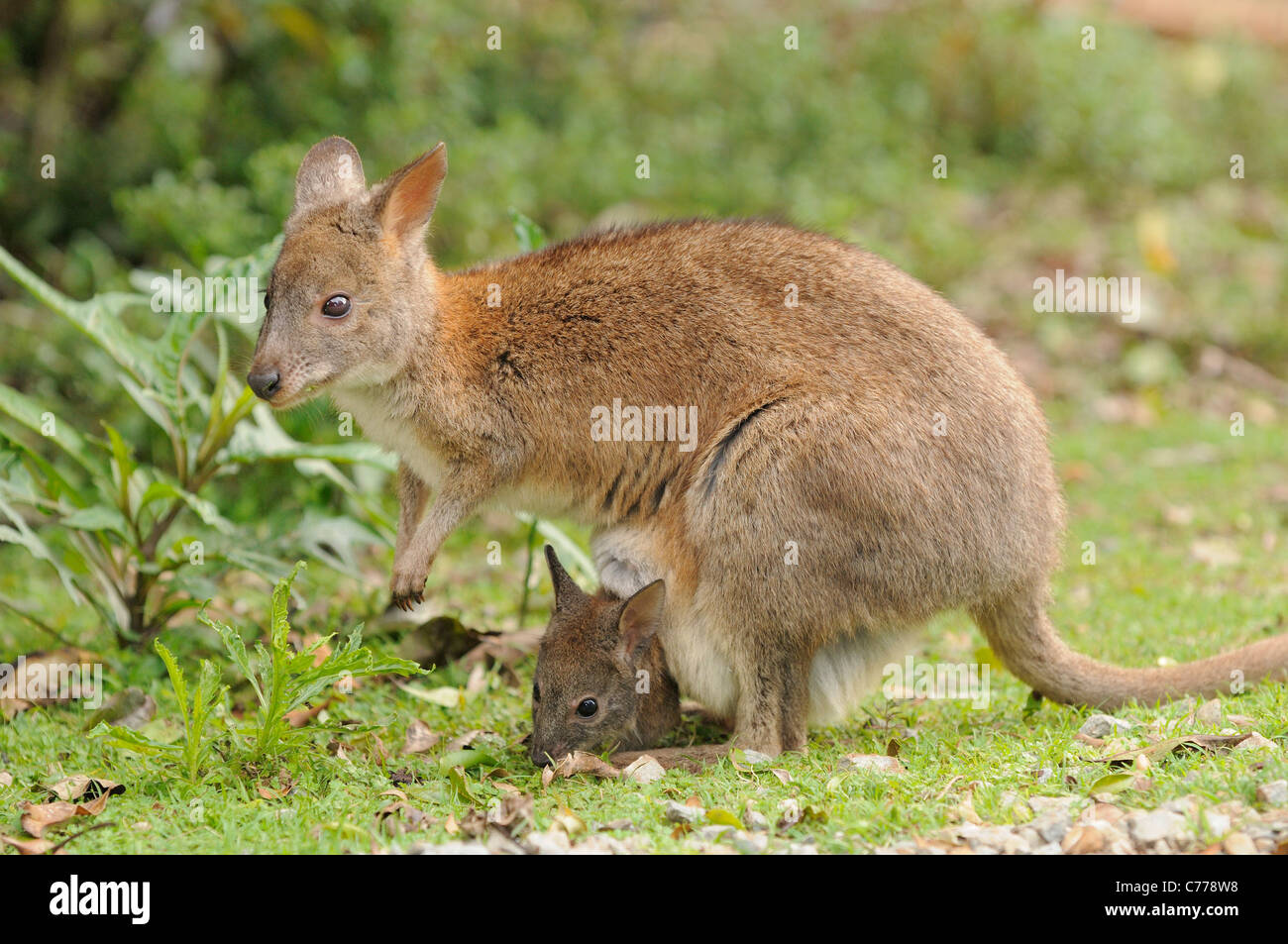 Red-necked Pademelon Thylogale thetis Female with joey in pouch ...