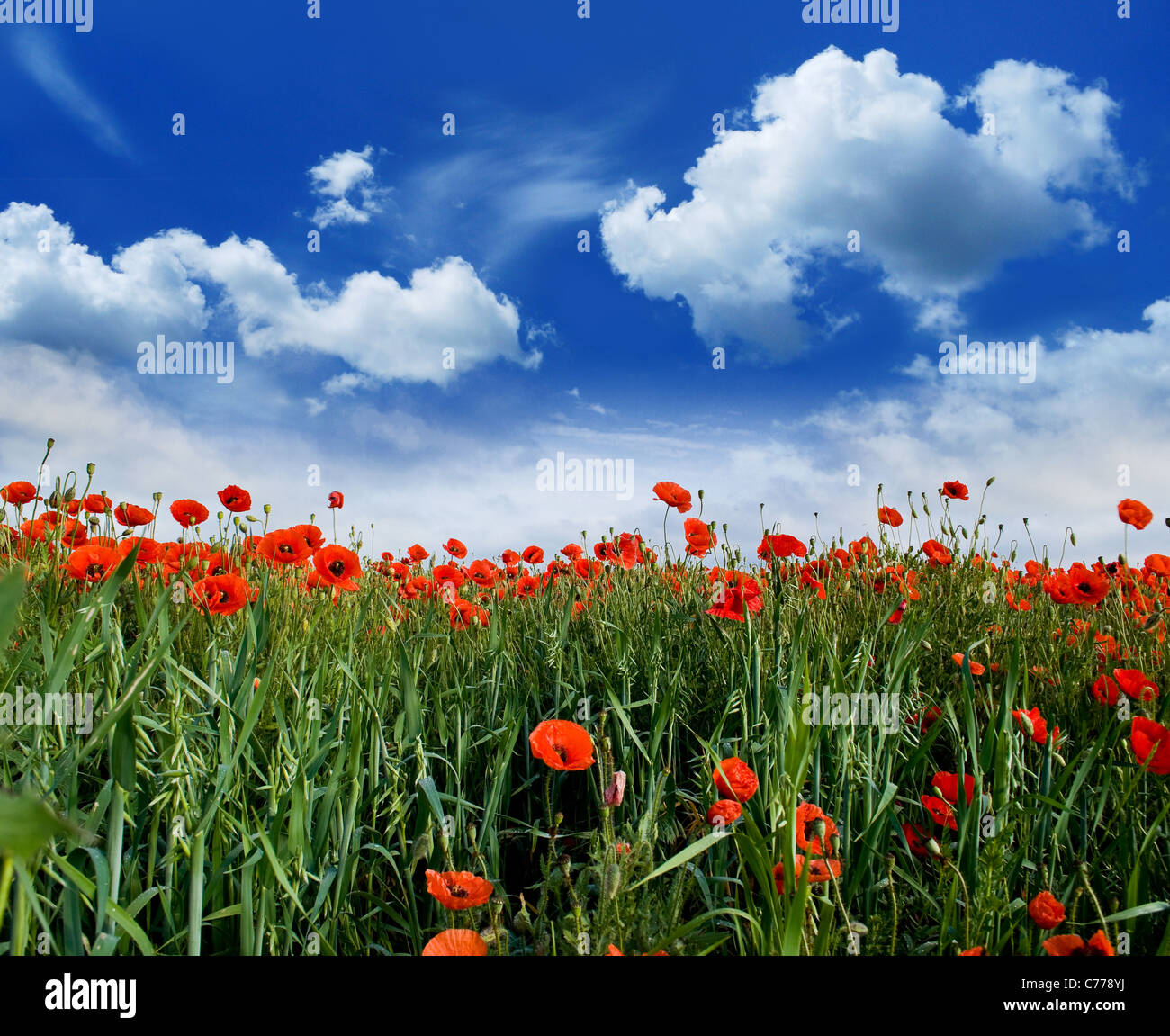 poppies blooming in the wild meadow high in the mountains Stock Photo ...