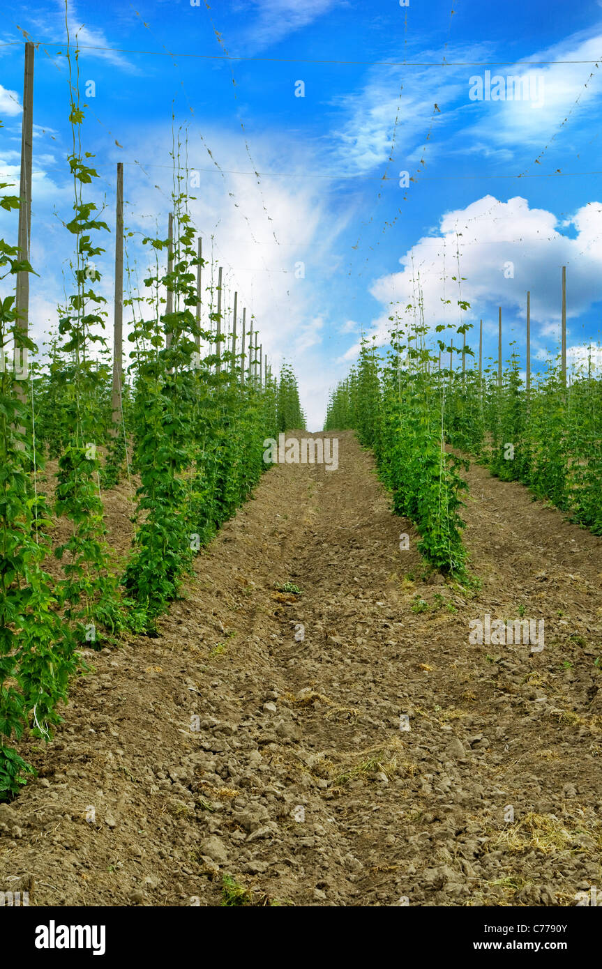 Hop plantation hi-res stock photography and images - Alamy