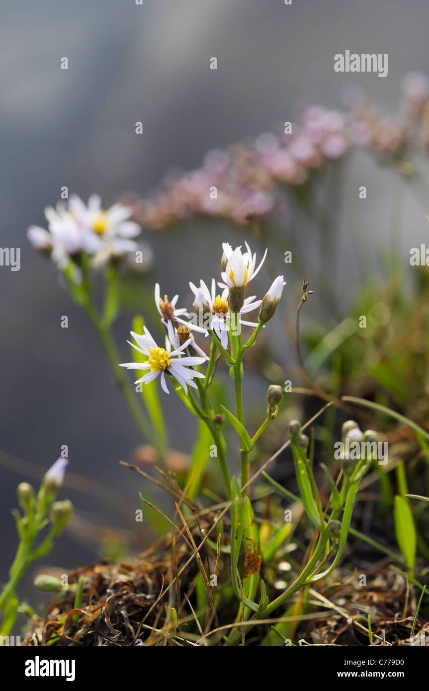 Sea aster aster tripolium salt hi-res stock photography and images - Alamy