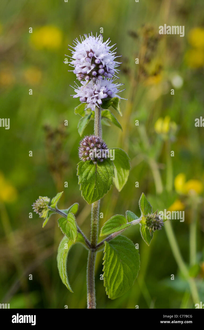 Water mint mentha aquatica hi-res stock photography and images - Alamy