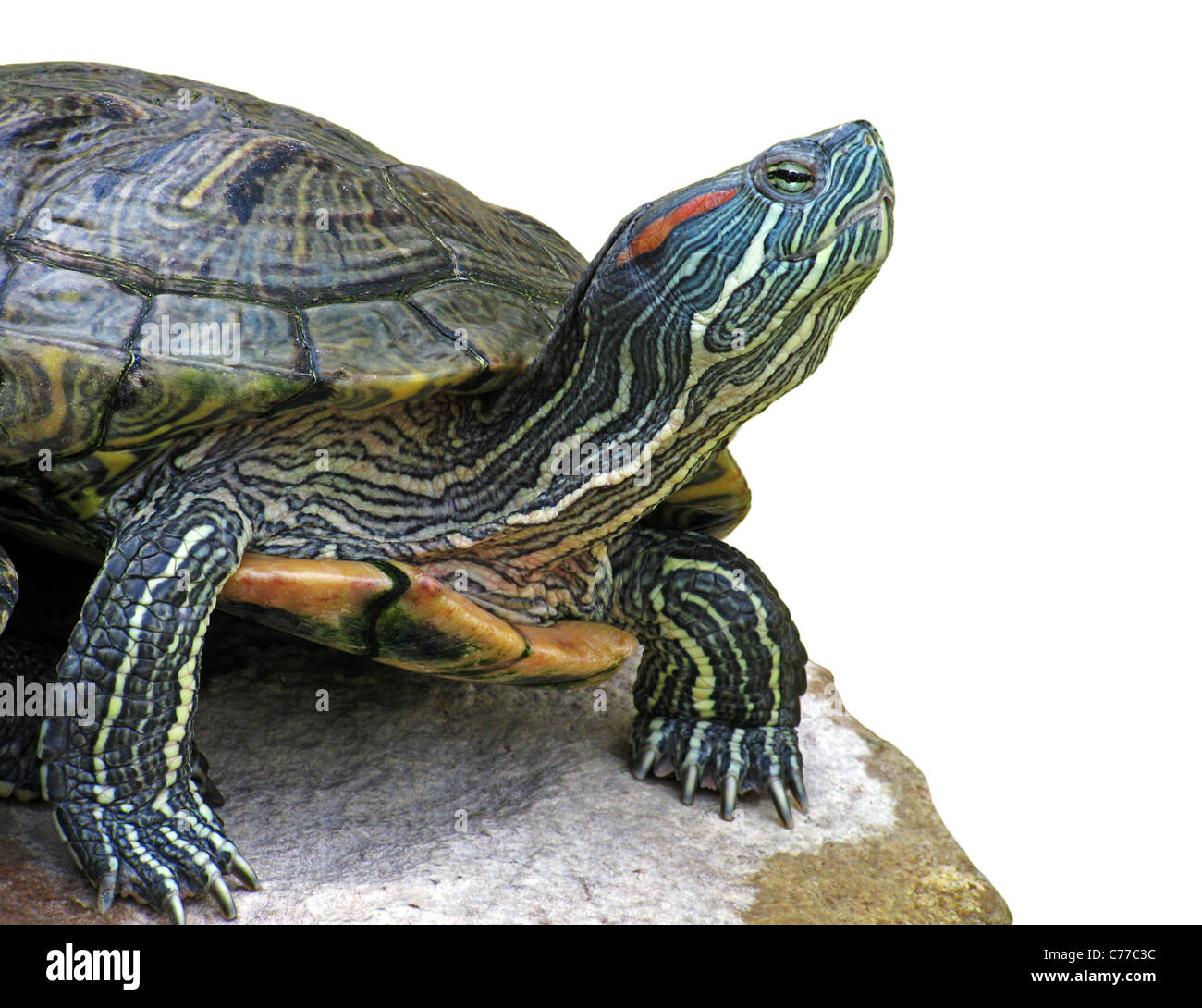 Turtle stone hi-res stock photography and images - Alamy