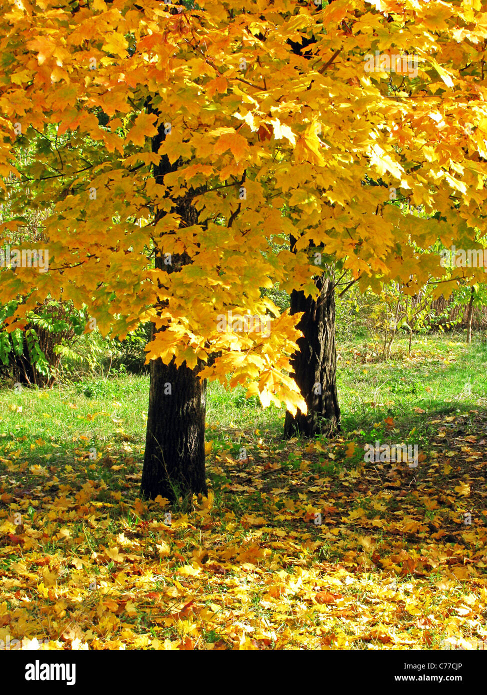 maple tree in park at autumn Stock Photo - Alamy