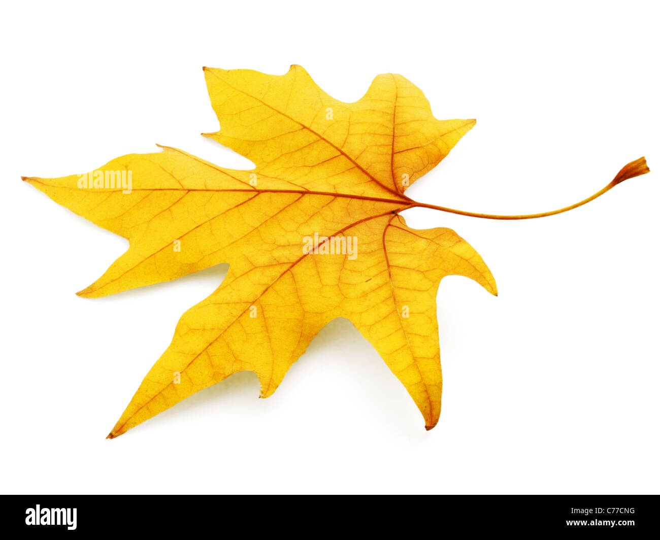 Maple tree with fall foliage Cut Out Stock Images & Pictures - Alamy