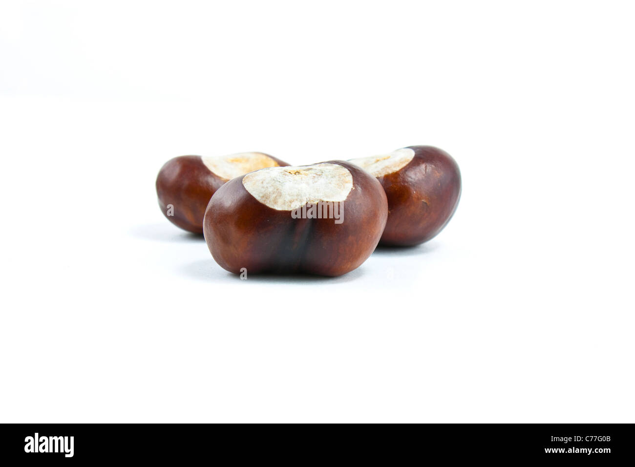 Conkers hi-res stock photography and images - Alamy