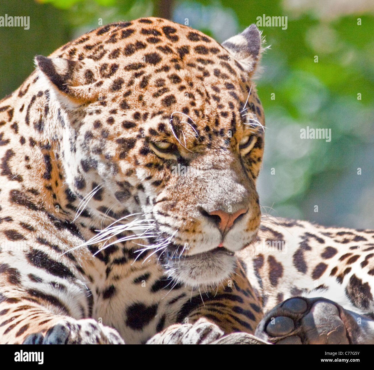 Jaguar (panthera onca Stock Photo - Alamy