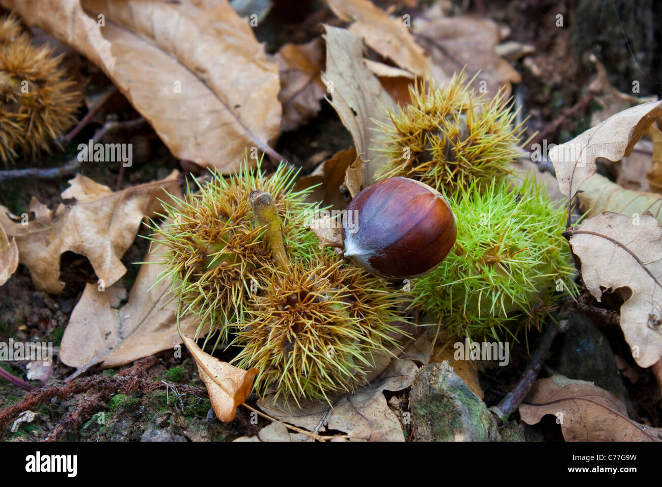 Spikey trees hi-res stock photography and images - Alamy