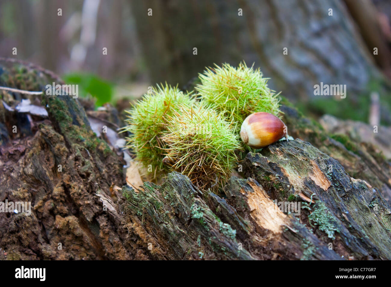 Chestnut on nature hi-res stock photography and images - Alamy