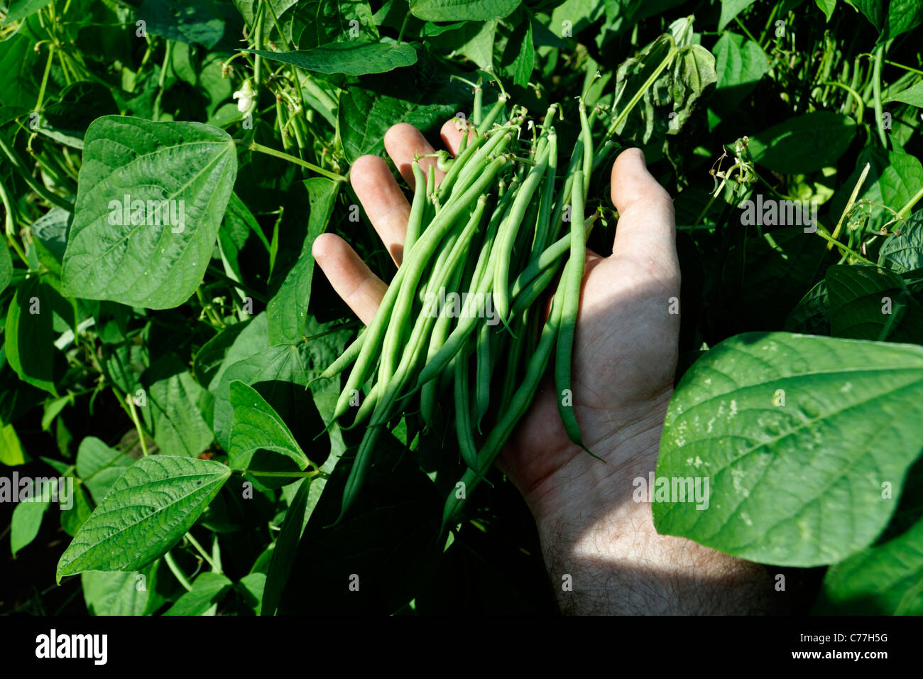 Bush bean hi-res stock photography and images - Alamy