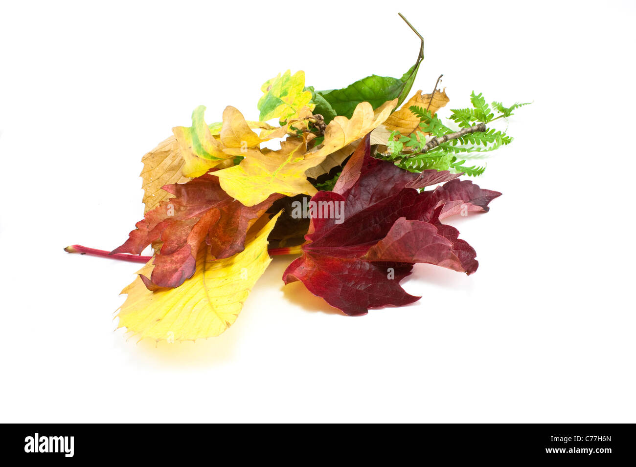 Leaves in shades red yellow Cut Out Stock Images & Pictures - Alamy