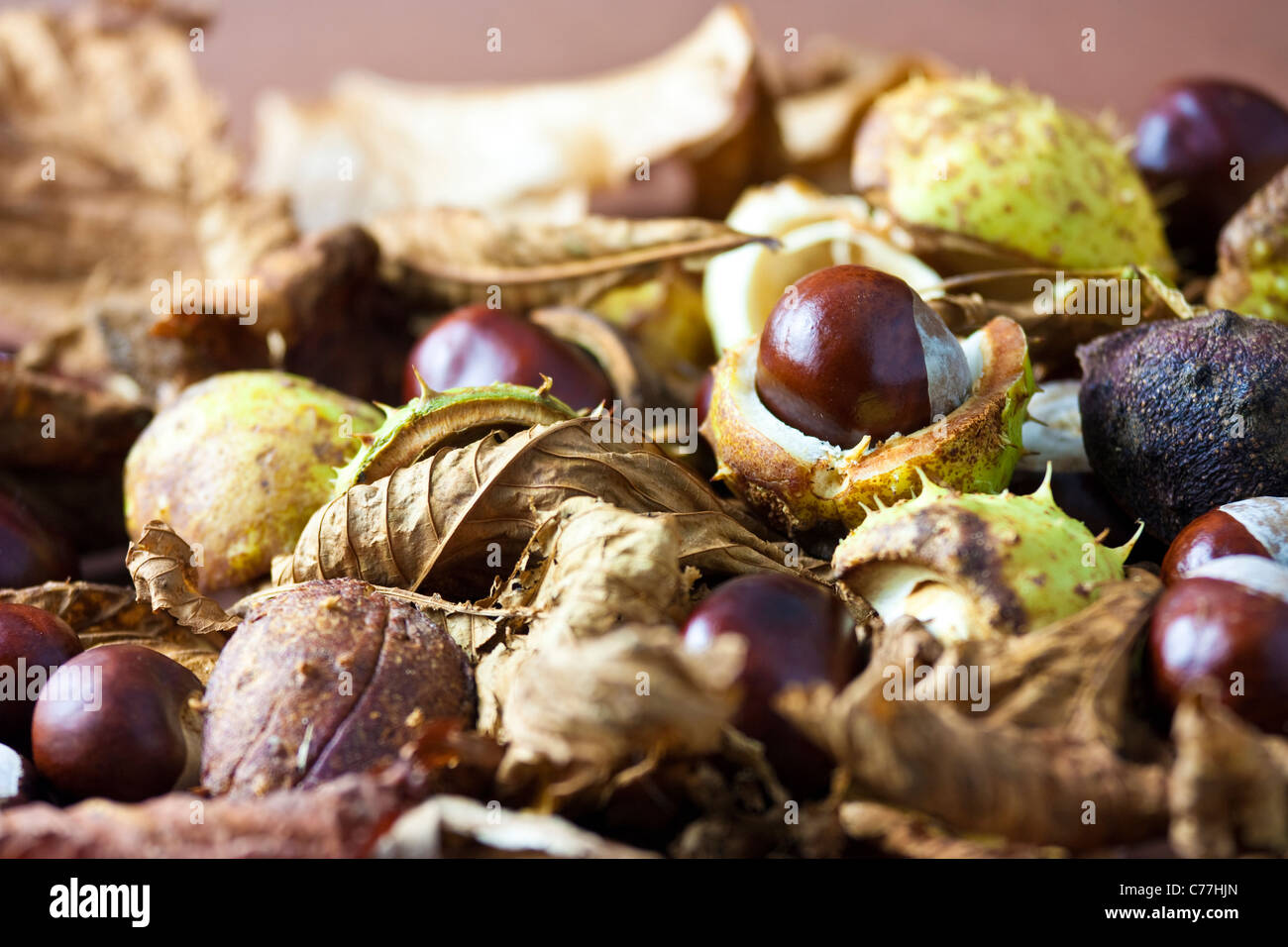 conkers and conker leaves and cases on the wood floor Stock Photo - Alamy